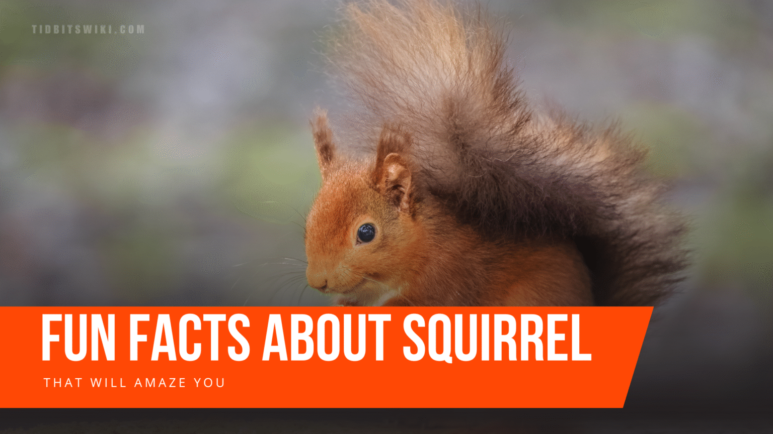 75 Fun Squirrel Facts That Will Blow Your Mind